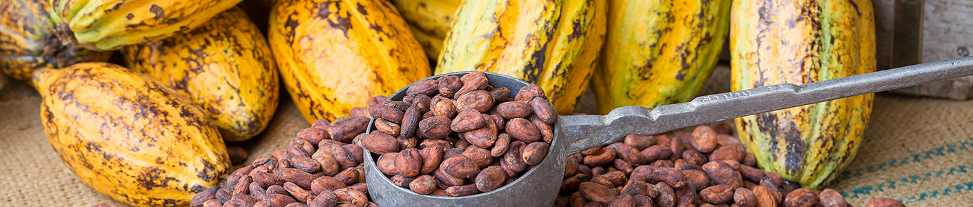 Guida al Cacao: Proprietà, Varietà e Benefici - Venchi