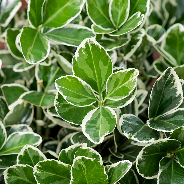 Dobbies Garden Centres | Dobbies Garden Centres