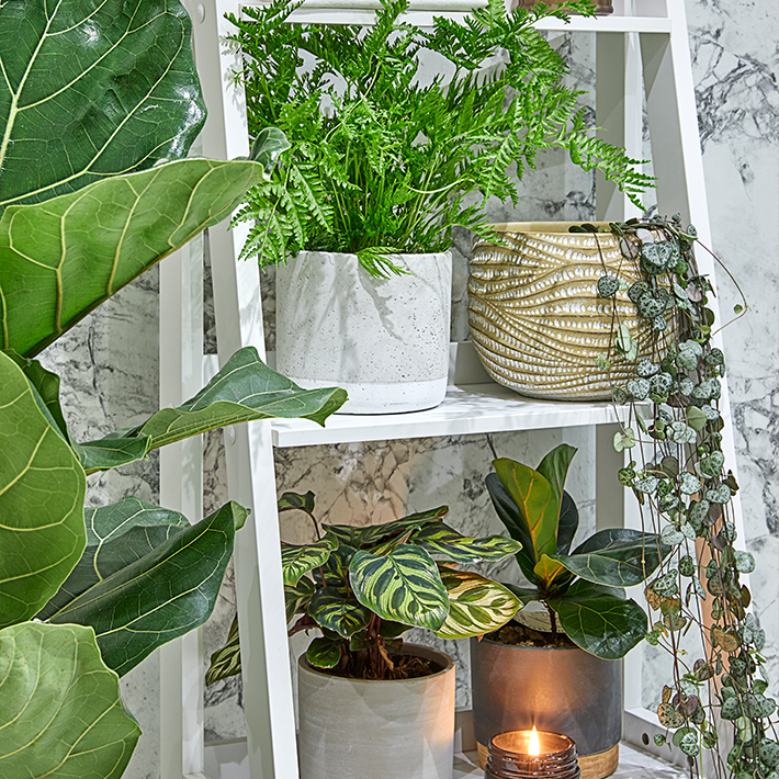 Garden Sundials Dobbies | Fasci Garden