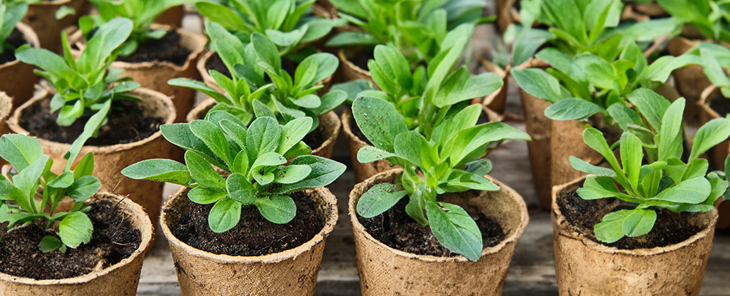 "Garden Plants, Seeds, Bulbs and Trees " | Dobbies Garden Centres