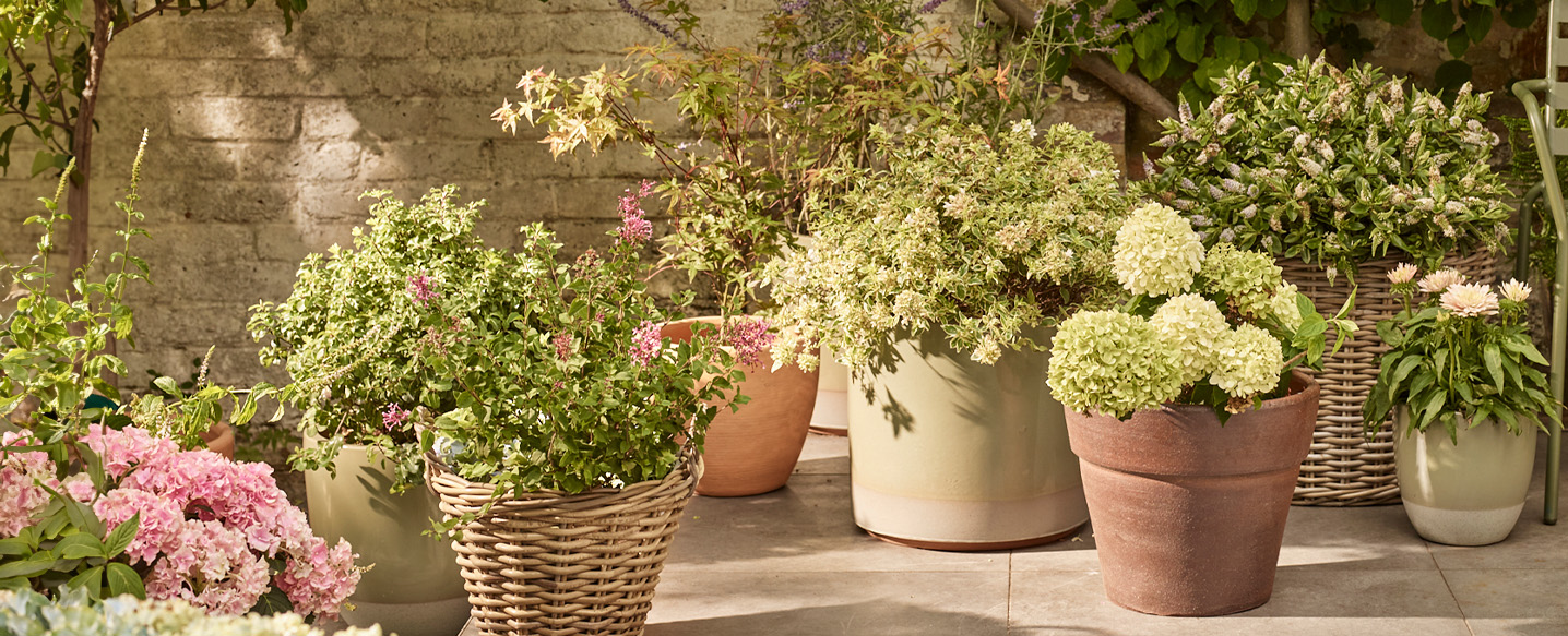 Garden Plants, Seeds, Bulbs and Trees | Dobbies Garden Centres