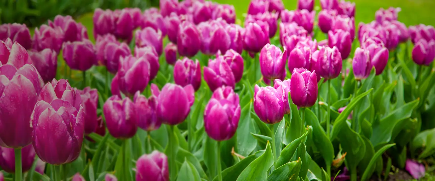 Dobbies Garden Centres | Dobbies Garden Centres