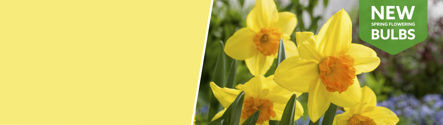 Garden Plants, Seeds, Bulbs and Trees | Dobbies Garden Centres