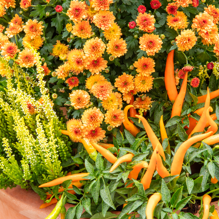 Dobbies Garden Centres