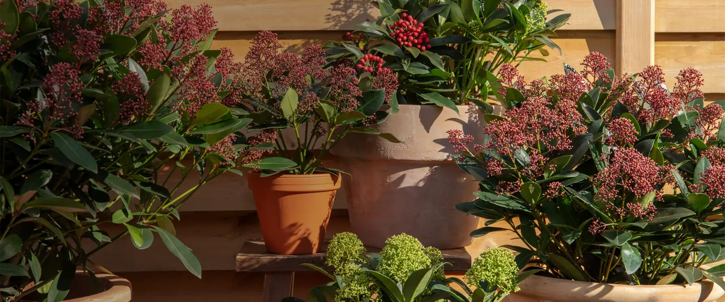 Dobbies Garden Centres