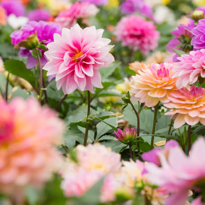 Dobbies Garden Centres