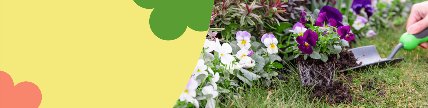 Garden Plants, Seeds, Bulbs and Trees | Dobbies Garden Centres