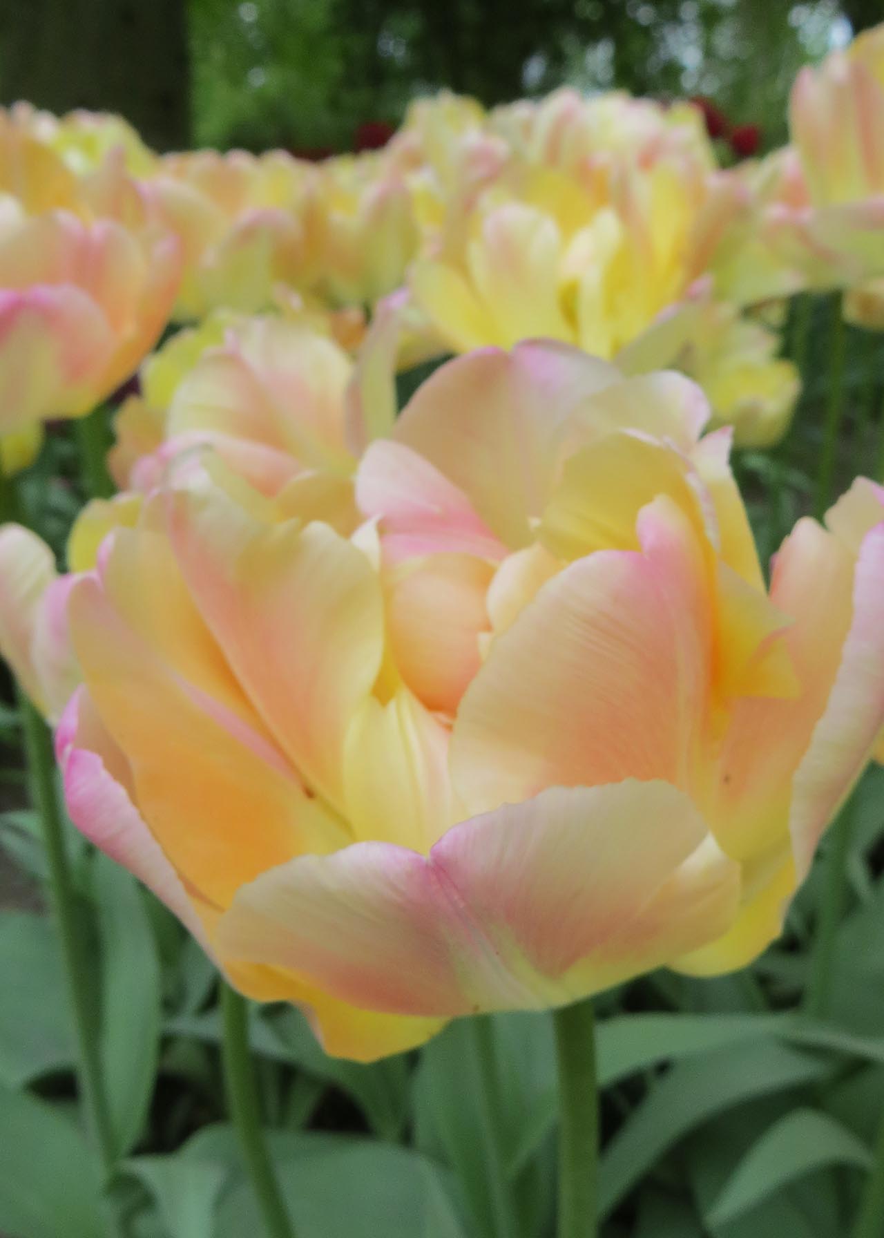 Tulip Crème Upstar pack of 5 | Dobbies Garden Centres