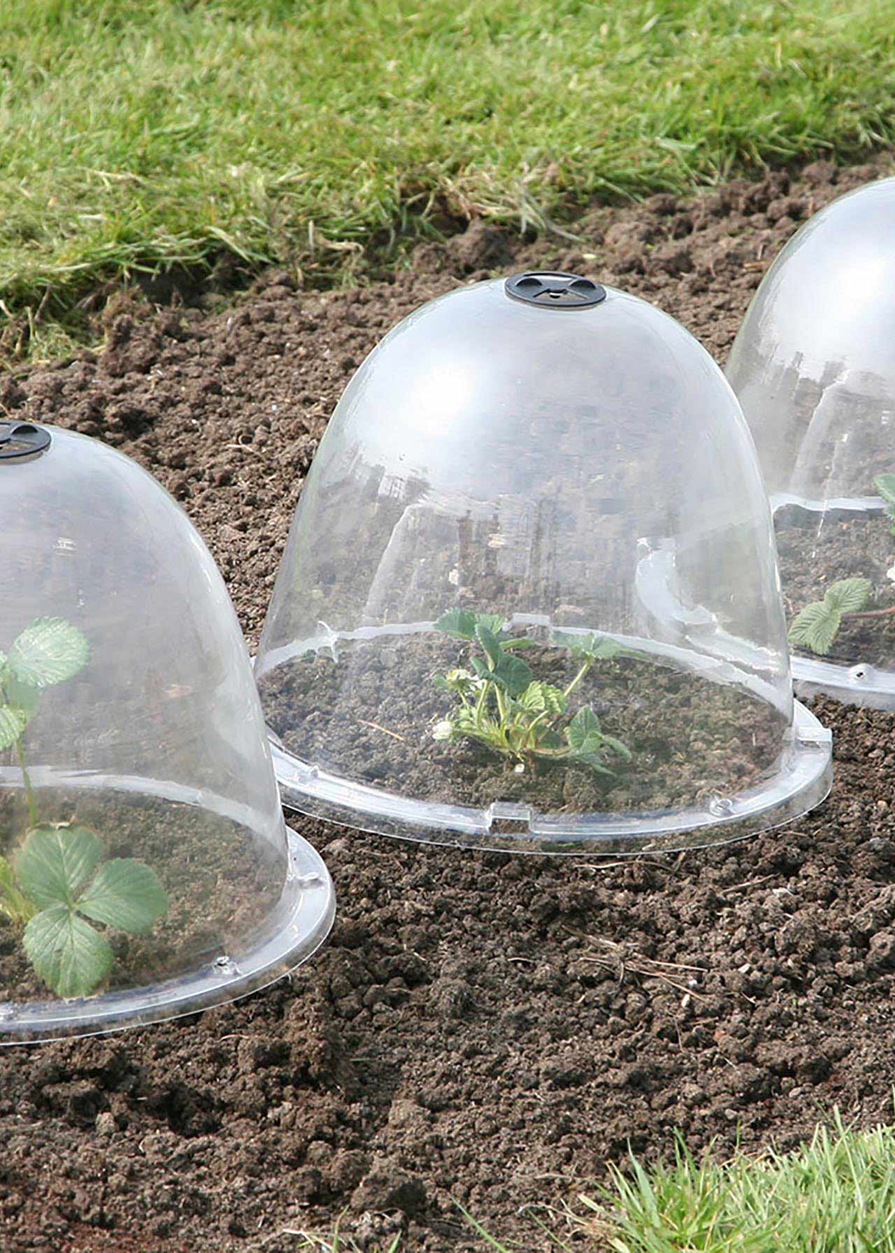 Original Victorian Bell Cloche - 3 pack | Dobbies Garden Centres
