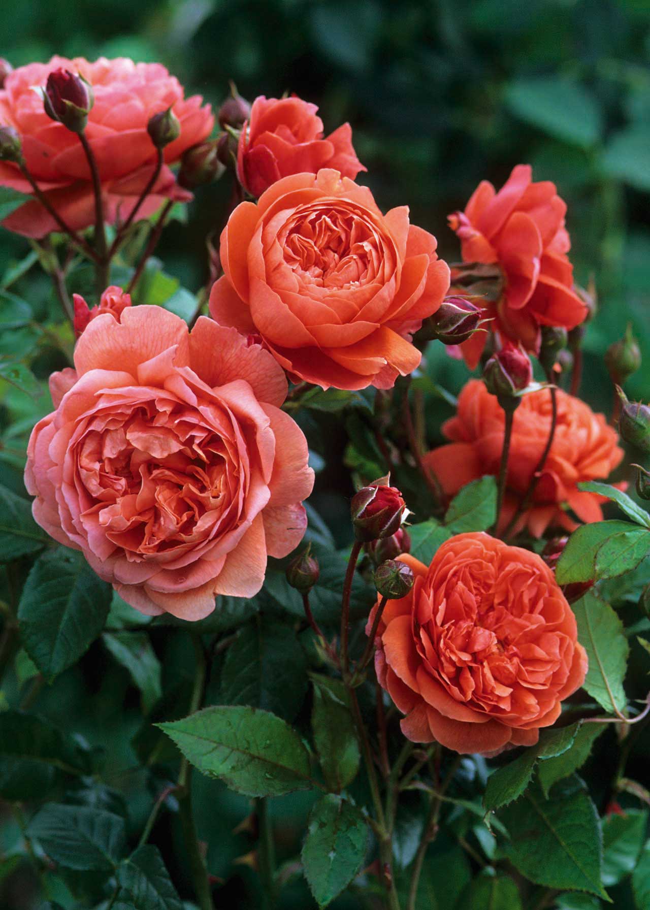 David Austin Rose 'Summer Song' 6ltr | Dobbies Garden Centres