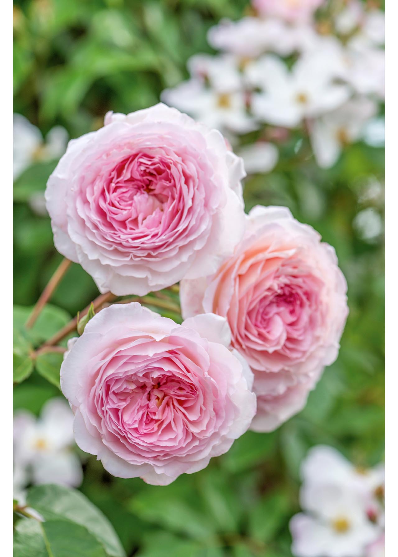 David Austin English Climbing Rose 'James Galway' 6ltr | Dobbies Garden ...