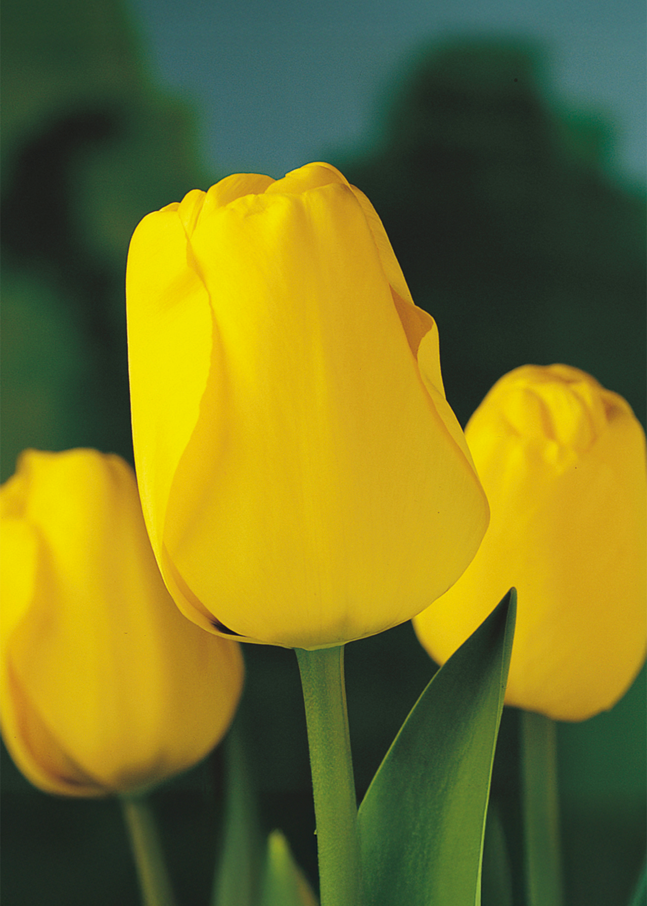 Tulip Golden Parade pack of 5 | Dobbies Garden Centres
