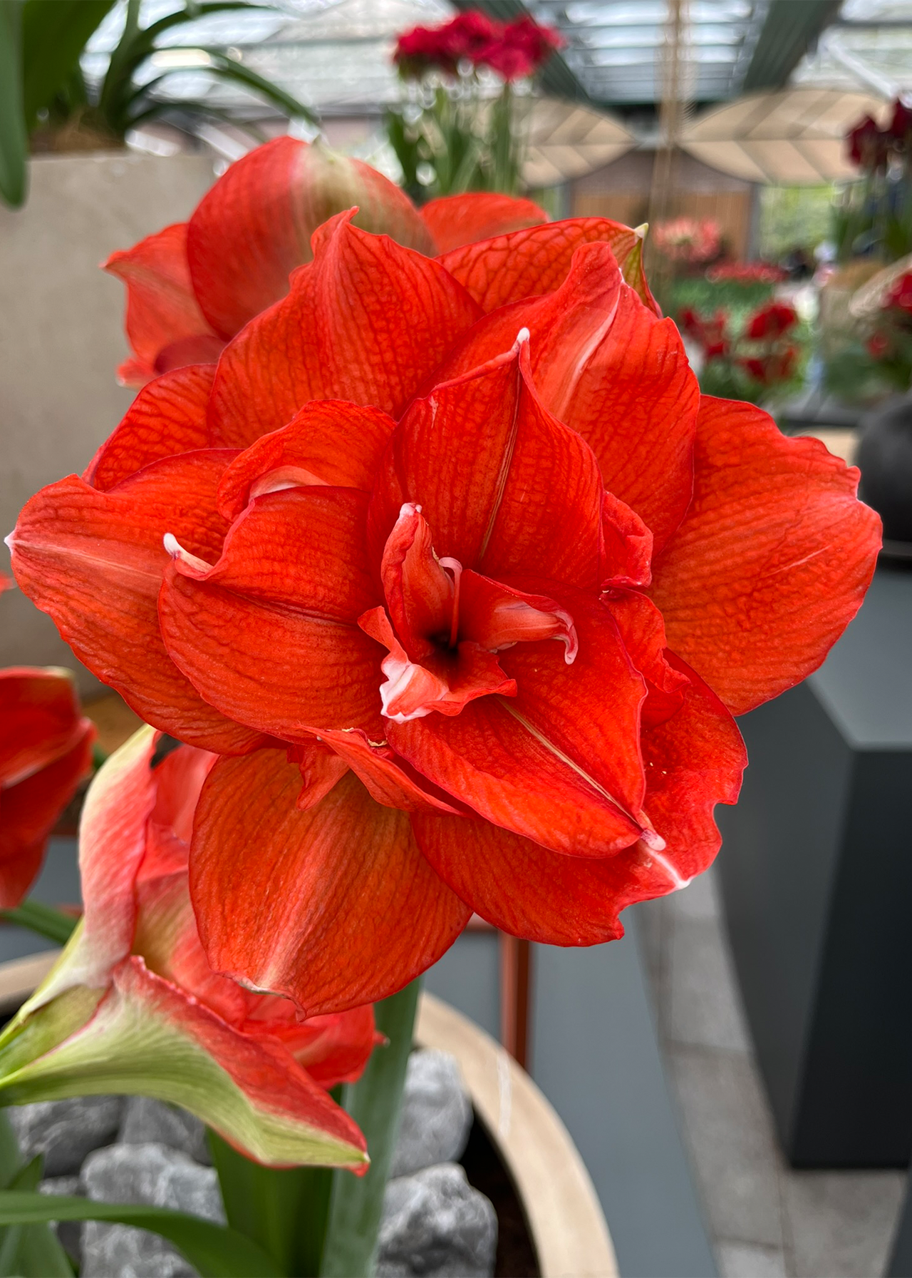 Amaryllis Benito Gift Box single pack | Dobbies Garden Centres