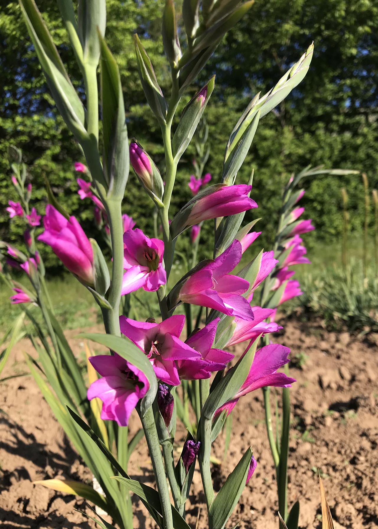 Gladiolus Communis - Subsp. Byzantinus Pack of 6 | Dobbies Garden Centres