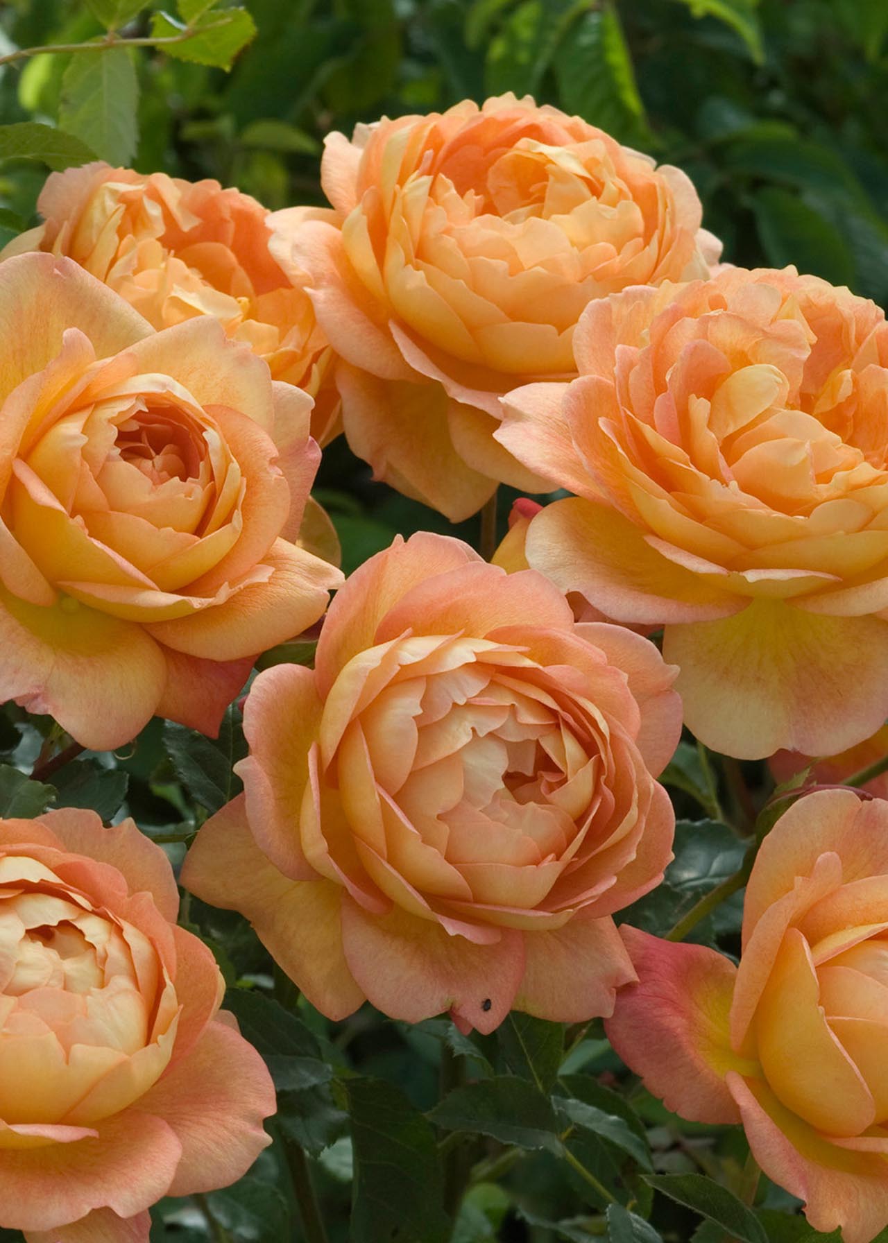 David Austin Rose 'Lady of Shalott' 6ltr | Dobbies Garden Centres