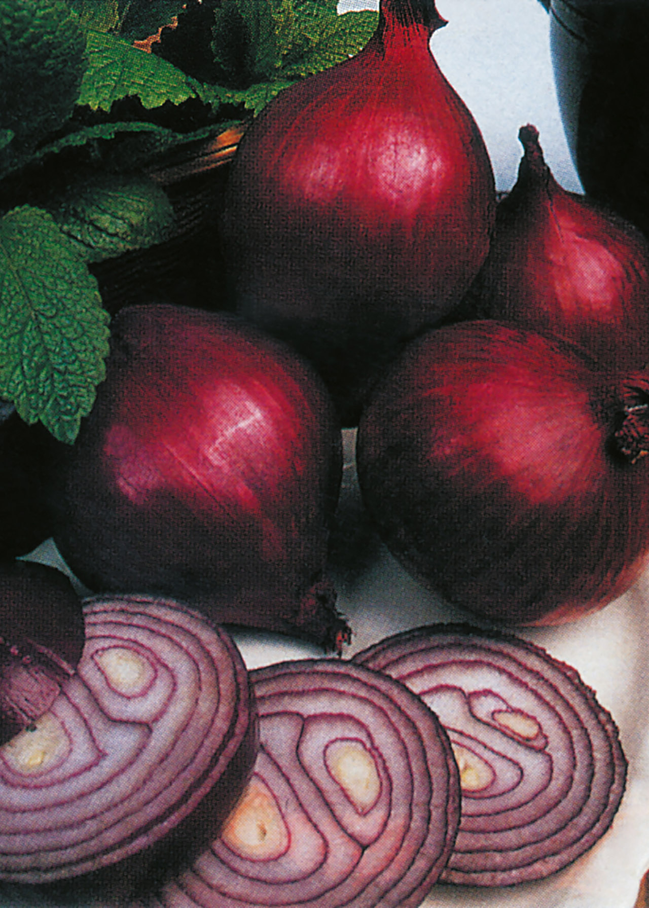 Spring Onion Red Strip | Dobbies Garden Centres