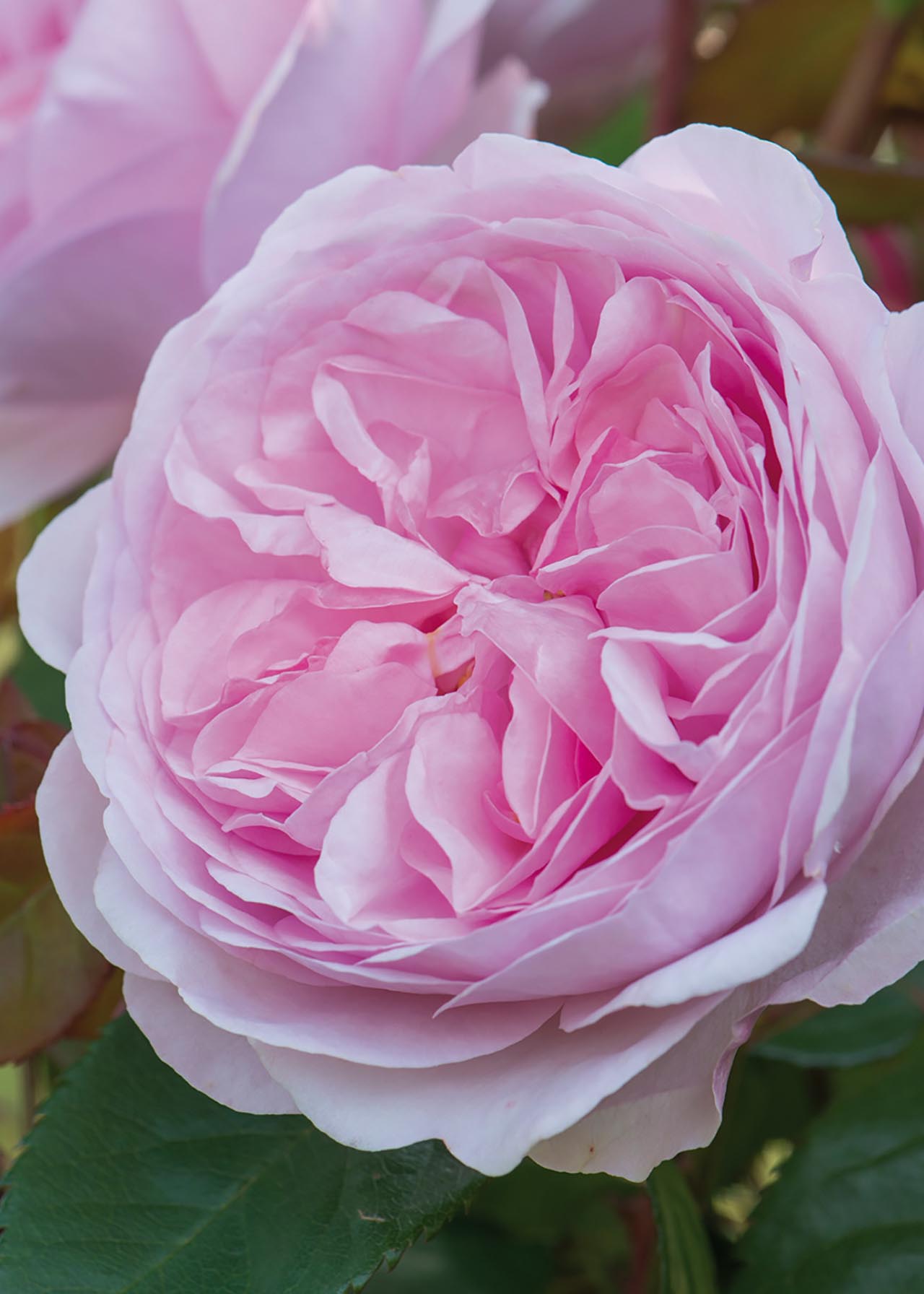 David Austin Rose 'Olivia Rose Austin' 6ltr | Dobbies Garden Centres