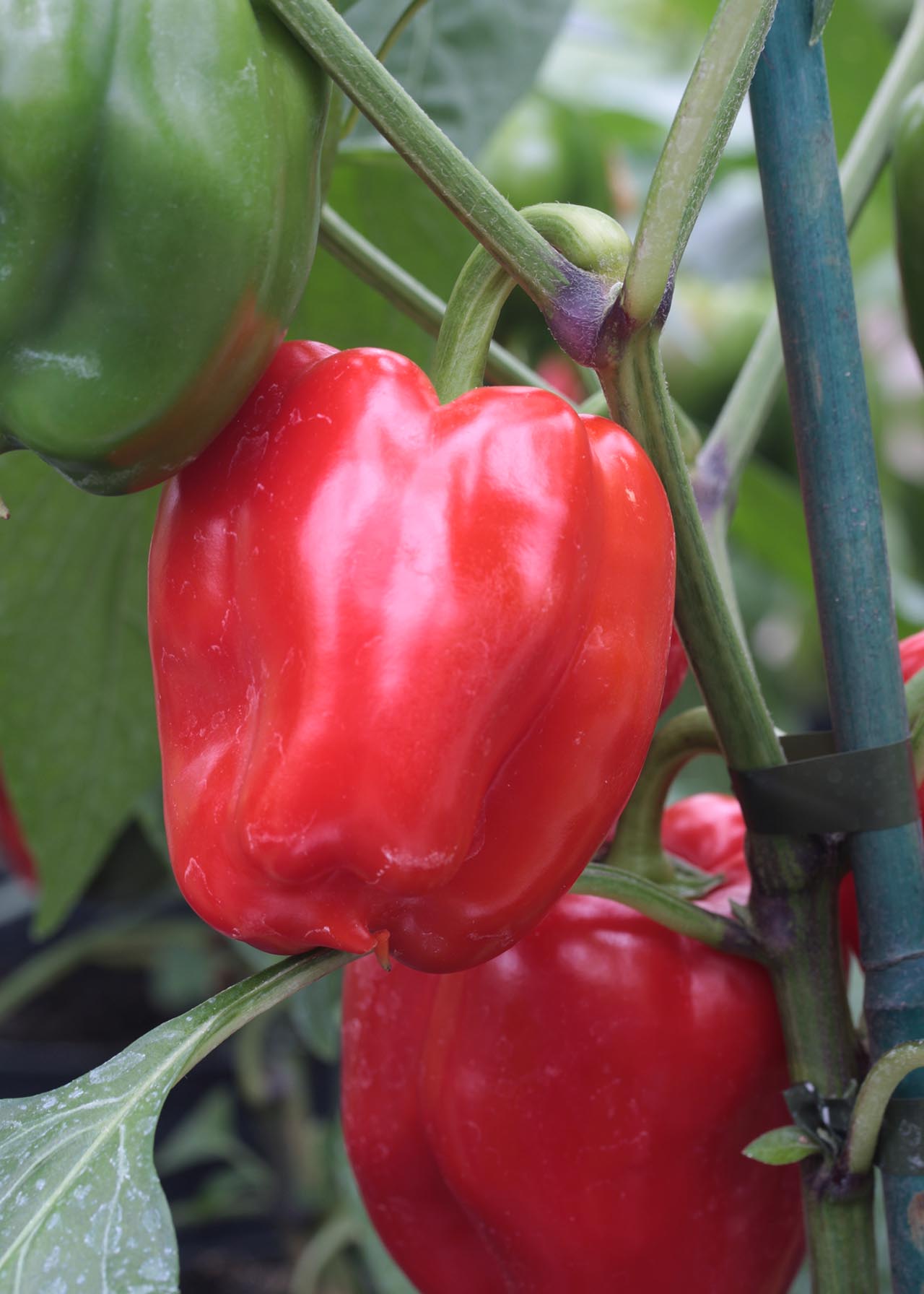 Sweet Pepper Maccabi Grafted 10cm | Dobbies Garden Centres