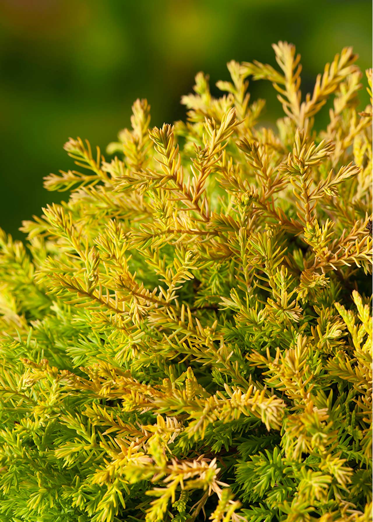 Thuja Occidentalis Rheingold 1ltr | Dobbies Garden Centres