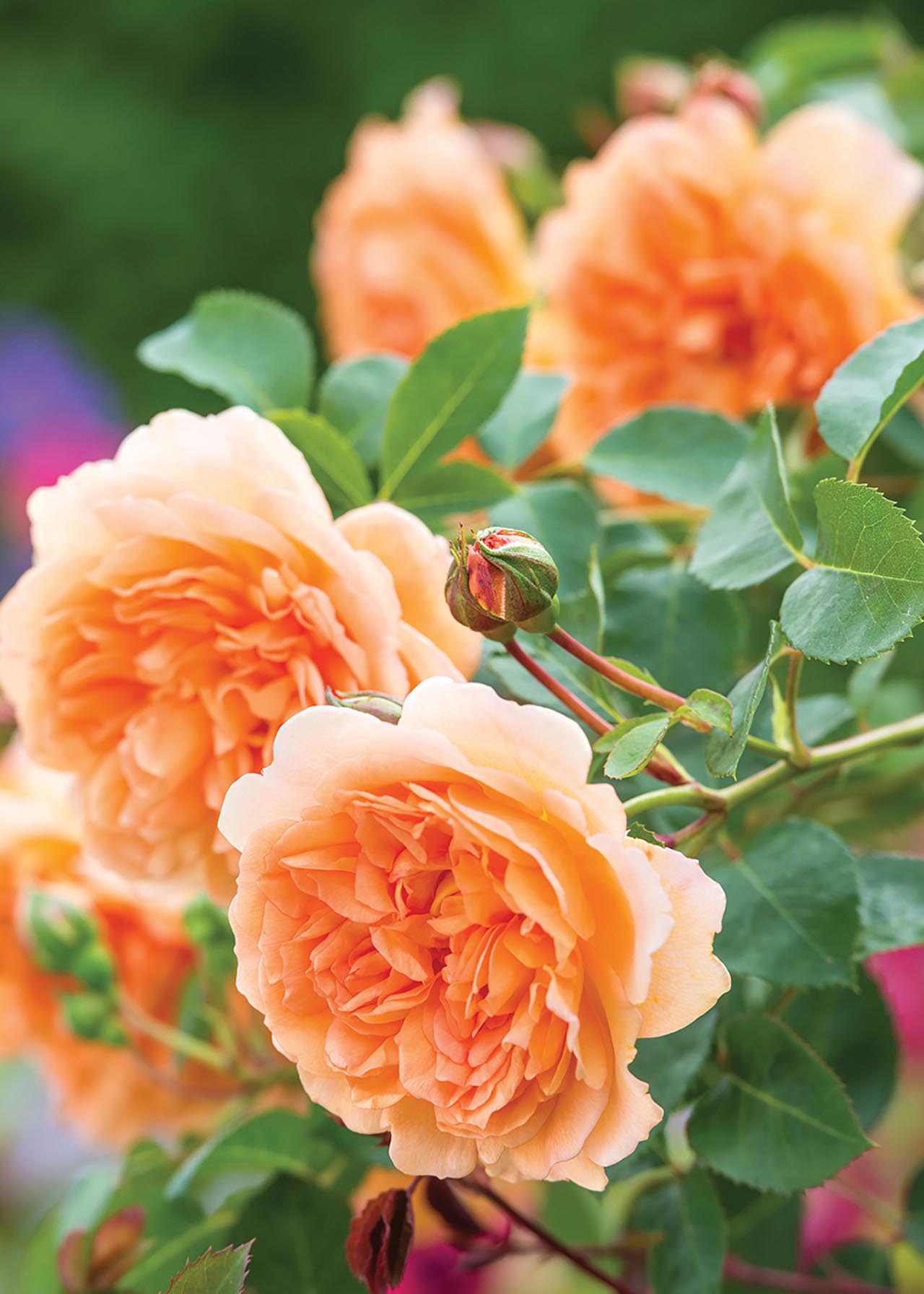 David Austin Rose 'Dame Judi Dench' 6ltr | Dobbies Garden Centres