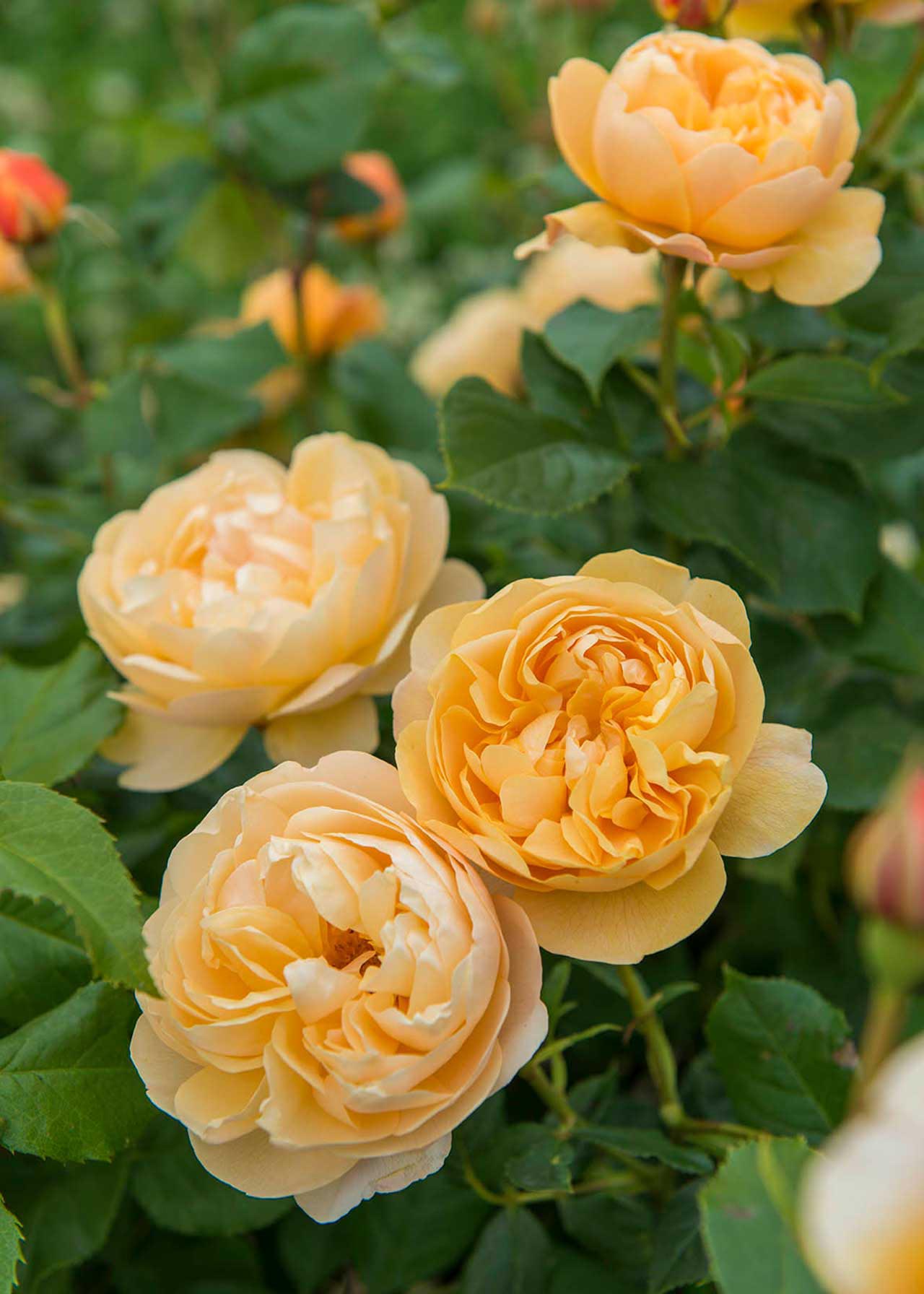 David Austin Rose 'Roald Dahl' 6ltr | Dobbies Garden Centres