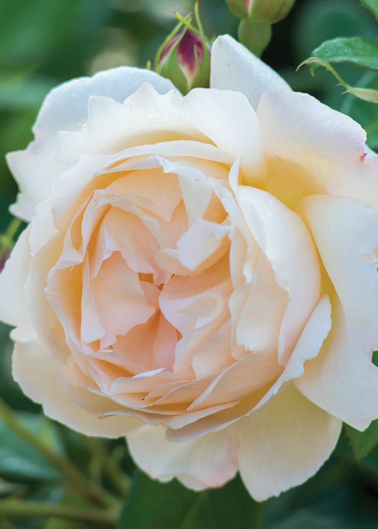 David Austin Climbing Rose 'Wollerton Old Hall' 6ltr | Dobbies Garden ...