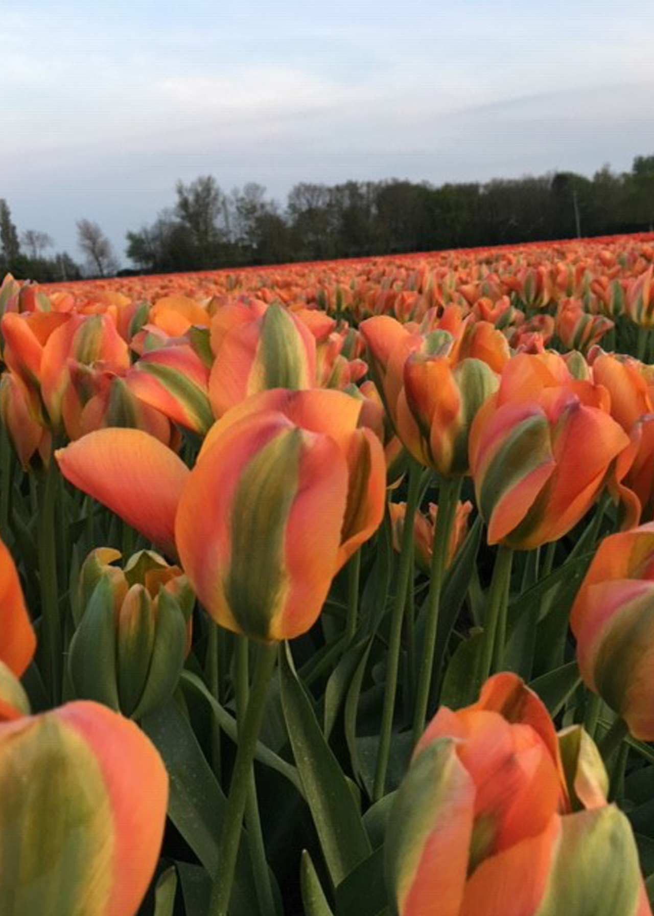 Tulip Orange Marmalade pack of 5 | Dobbies Garden Centres