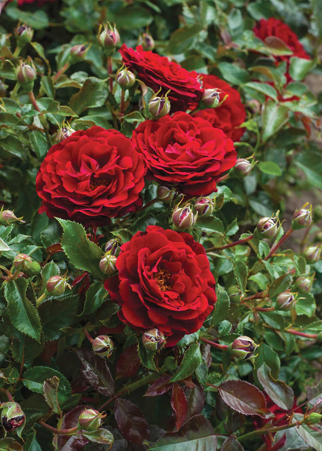 Rose Perfumed Passion 3ltr | Dobbies Garden Centres