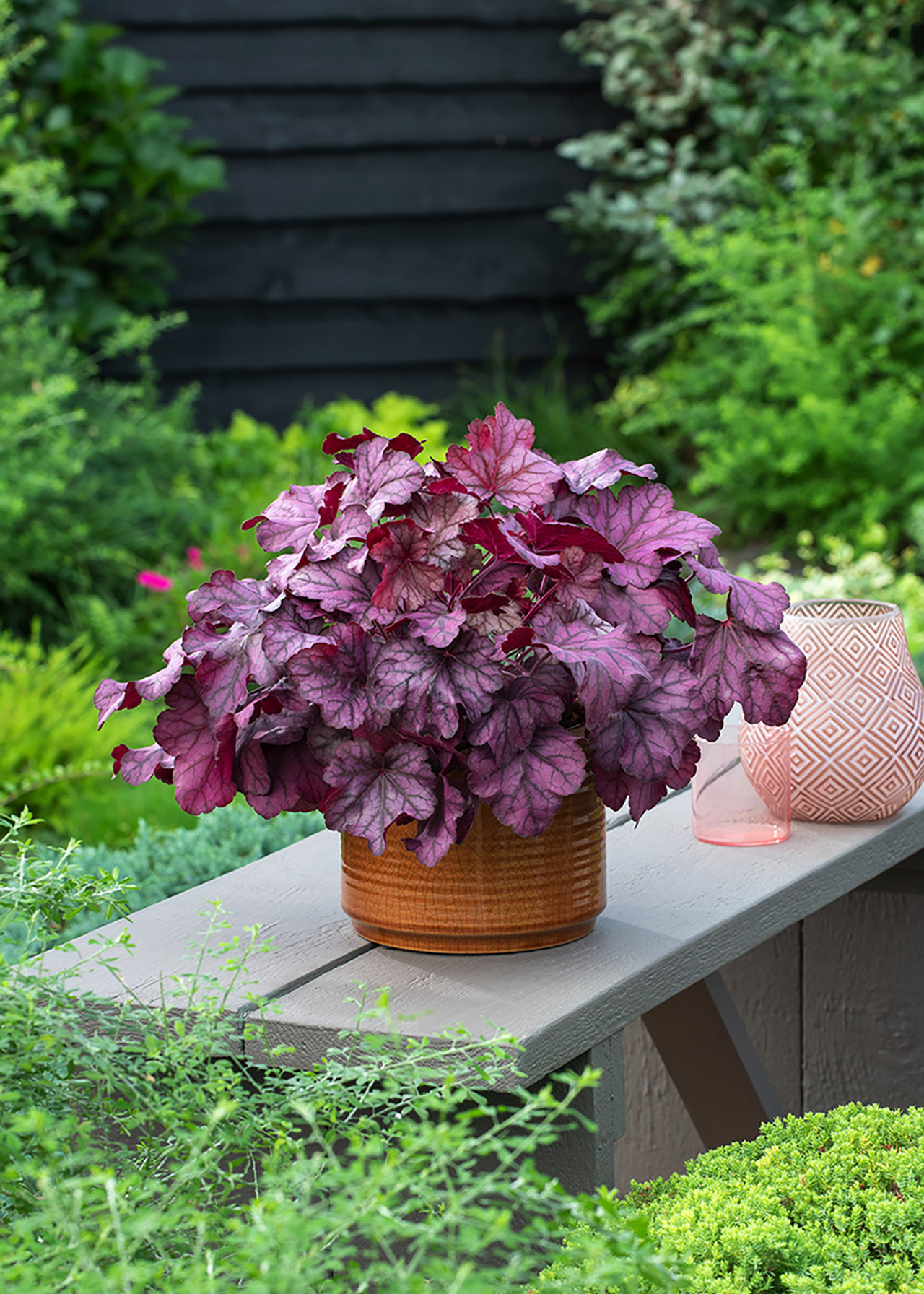 Heuchera Wild Rose 2ltr | Dobbies Garden Centres