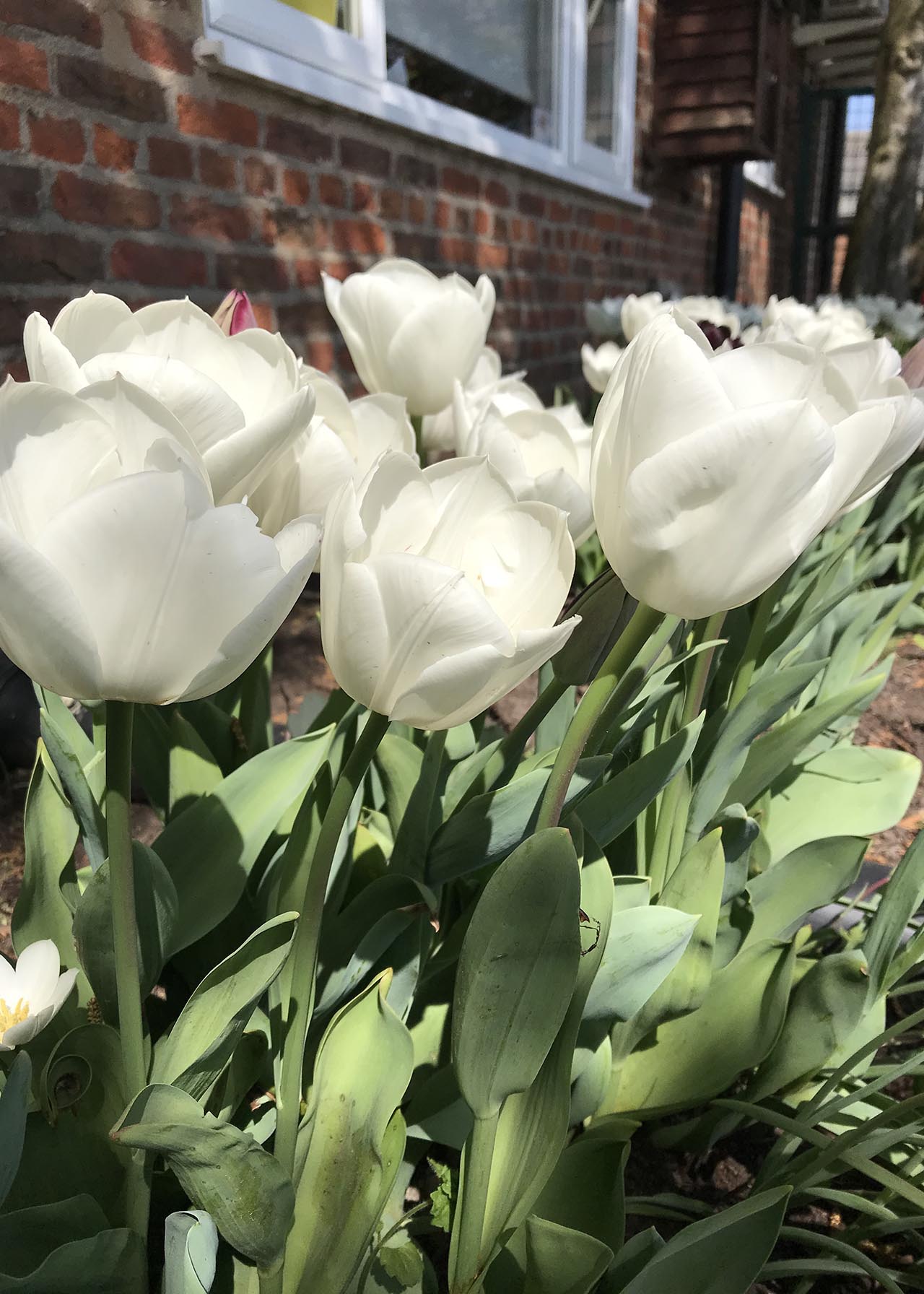 Tulip White Dream pack of 10 | Dobbies Garden Centres