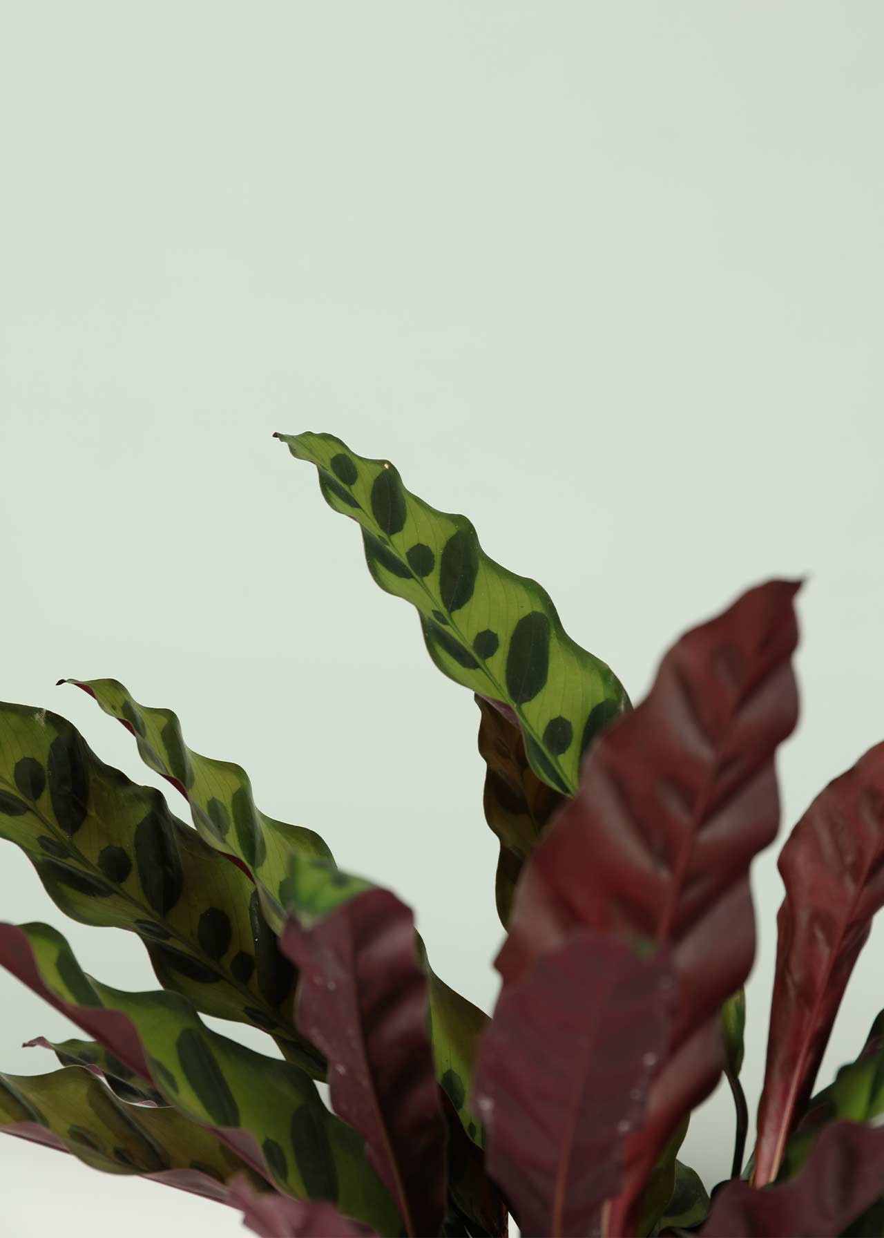 Calathea Insignis 12cm | Dobbies Garden Centres