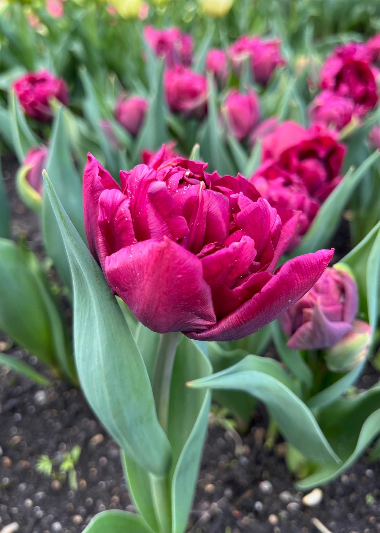 Tulip Alison Bradley pack of 5 | Dobbies Garden Centres