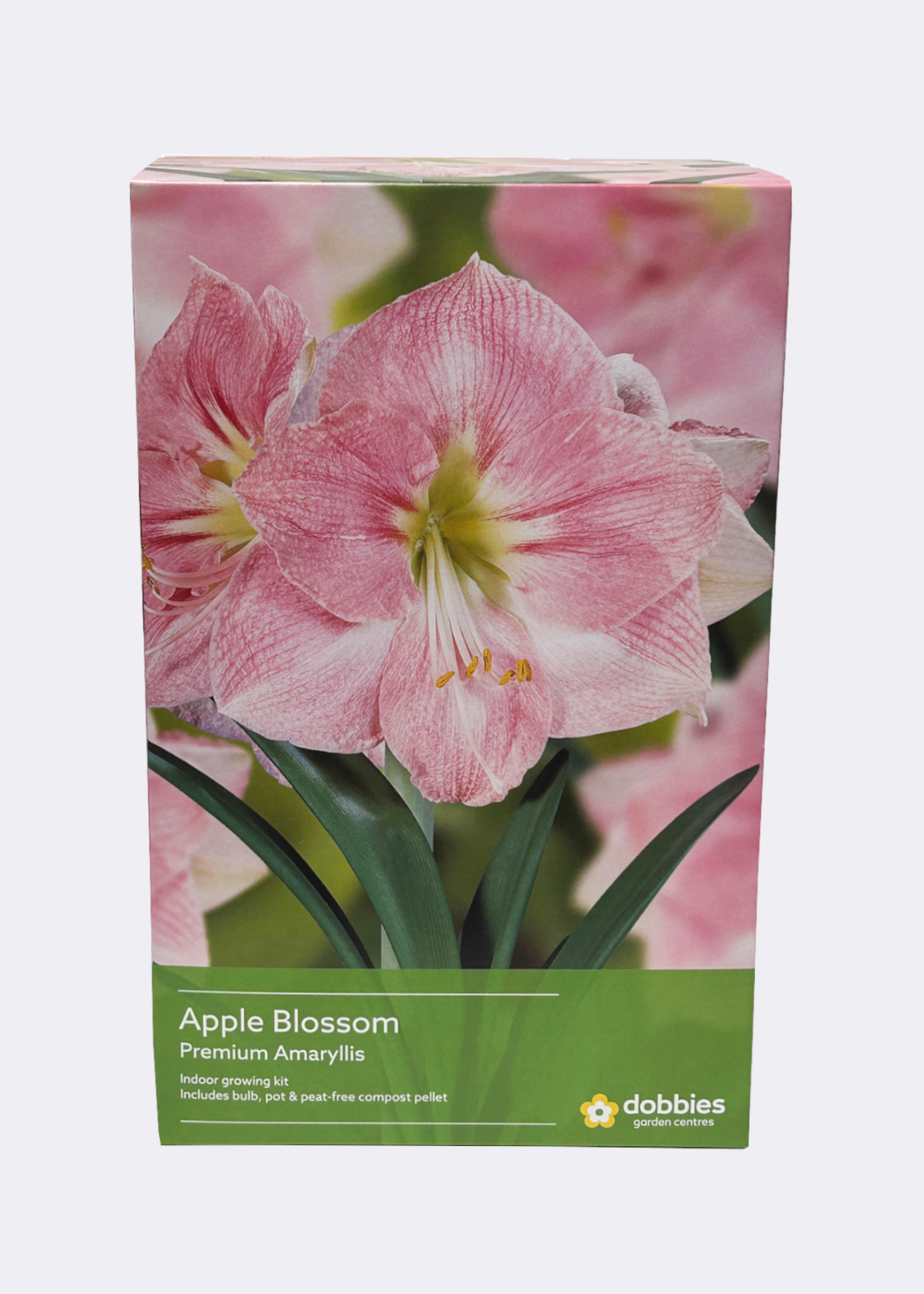 Amaryllis Apple Blossom Single Pack | Dobbies Garden Centres