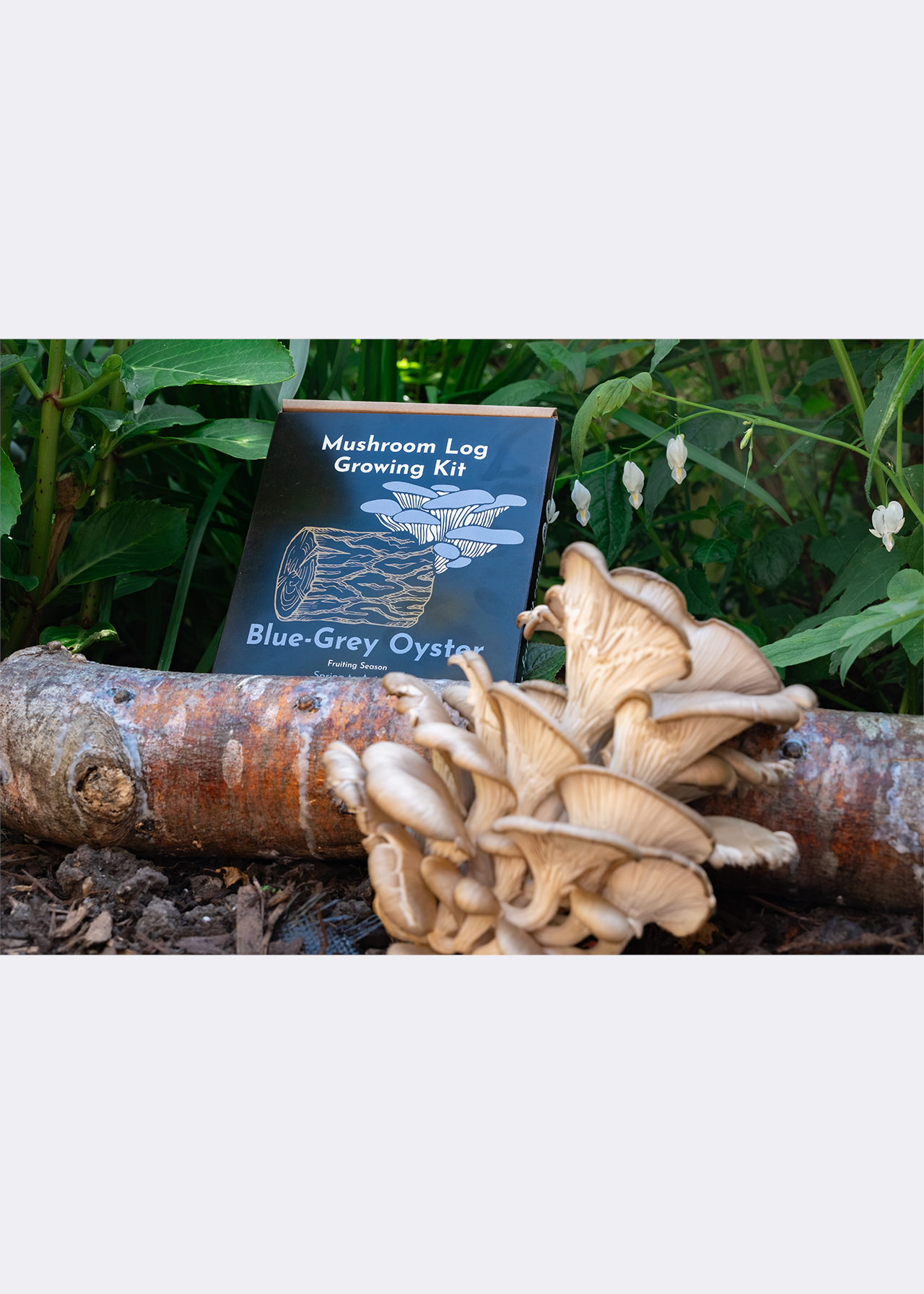 Blue-Grey Oyster Mushroom Log Grow Kit | Dobbies Garden Centres