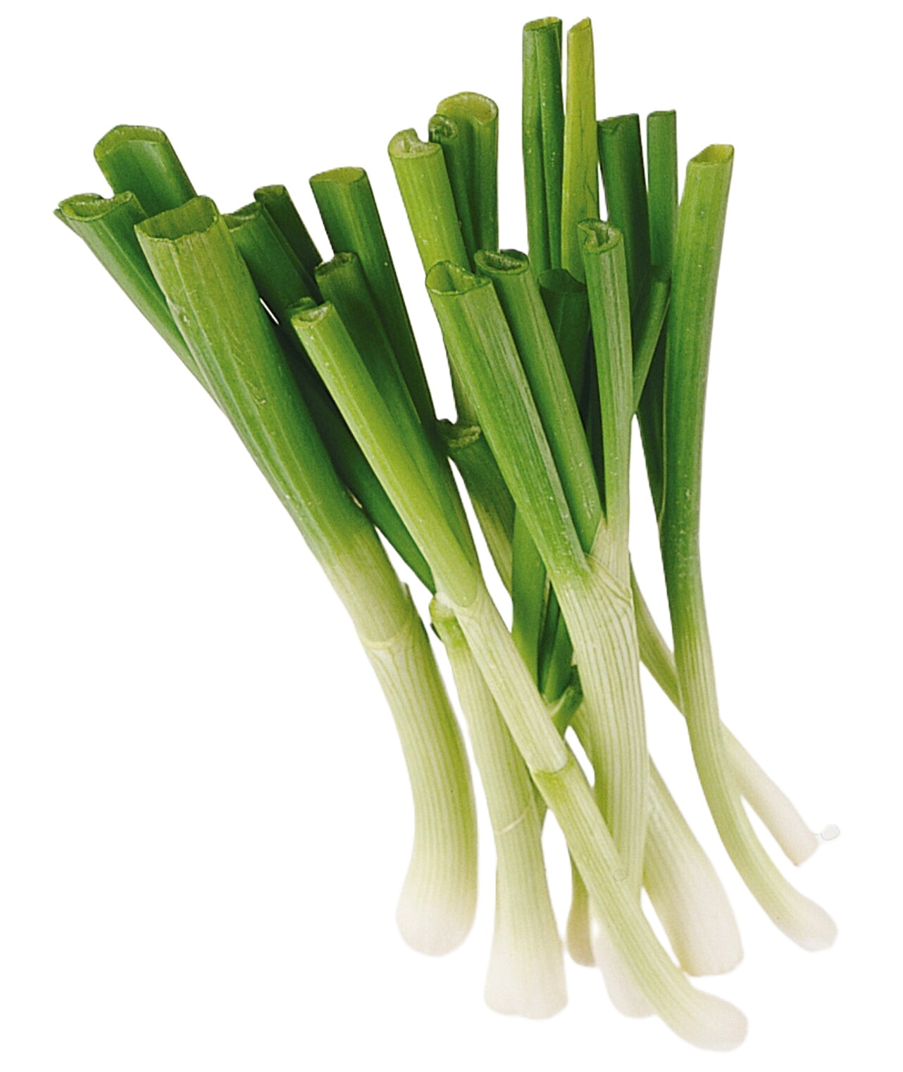SPRING ONION IMPORT BNT